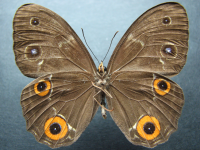 Life Cycle of Varied Sword-grass Brown - (Tisiphone abeona rawnsleyi)