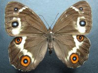 Life Cycle of Varied Sword-grass Brown - (Tisiphone abeona regalis)